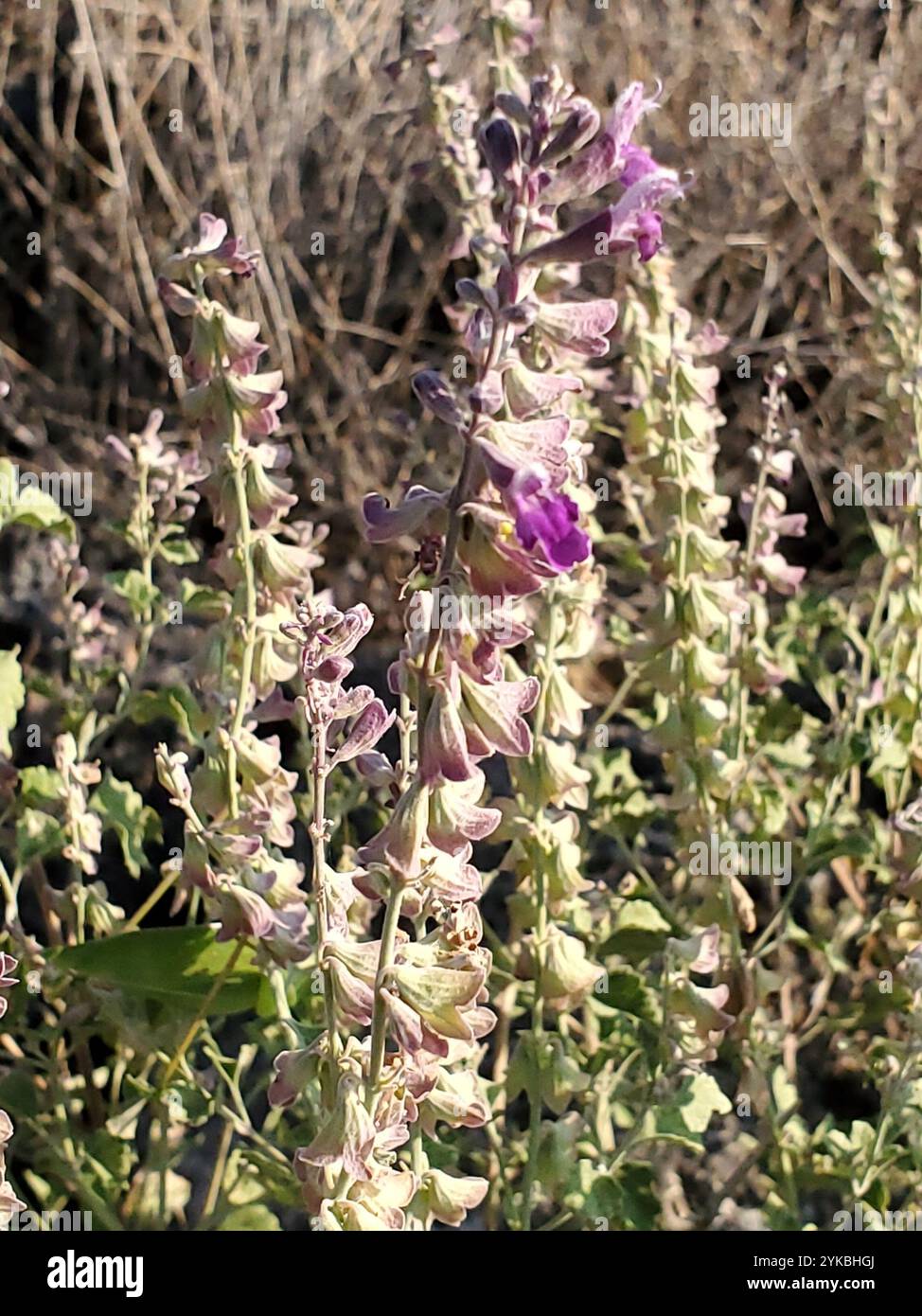 Rock Sage (Salvia pinguifolia Stock Photo - Alamy