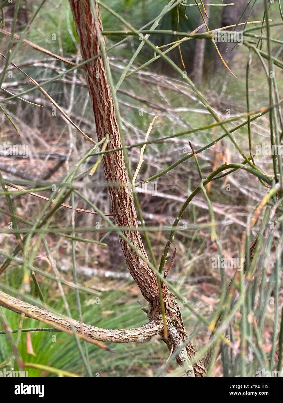 winged broom-pea (Jacksonia scoparia Stock Photo - Alamy