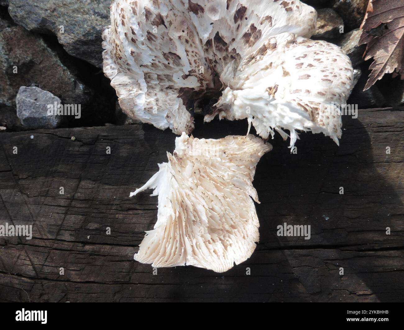 Trainwrecker (Neolentinus lepideus Stock Photo - Alamy