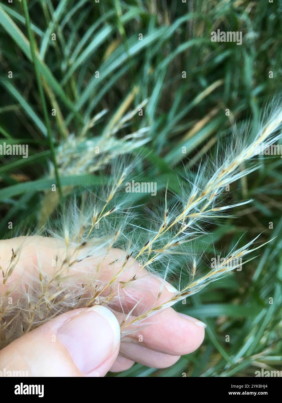 Chinese silver grass (Miscanthus sinensis Stock Photo - Alamy