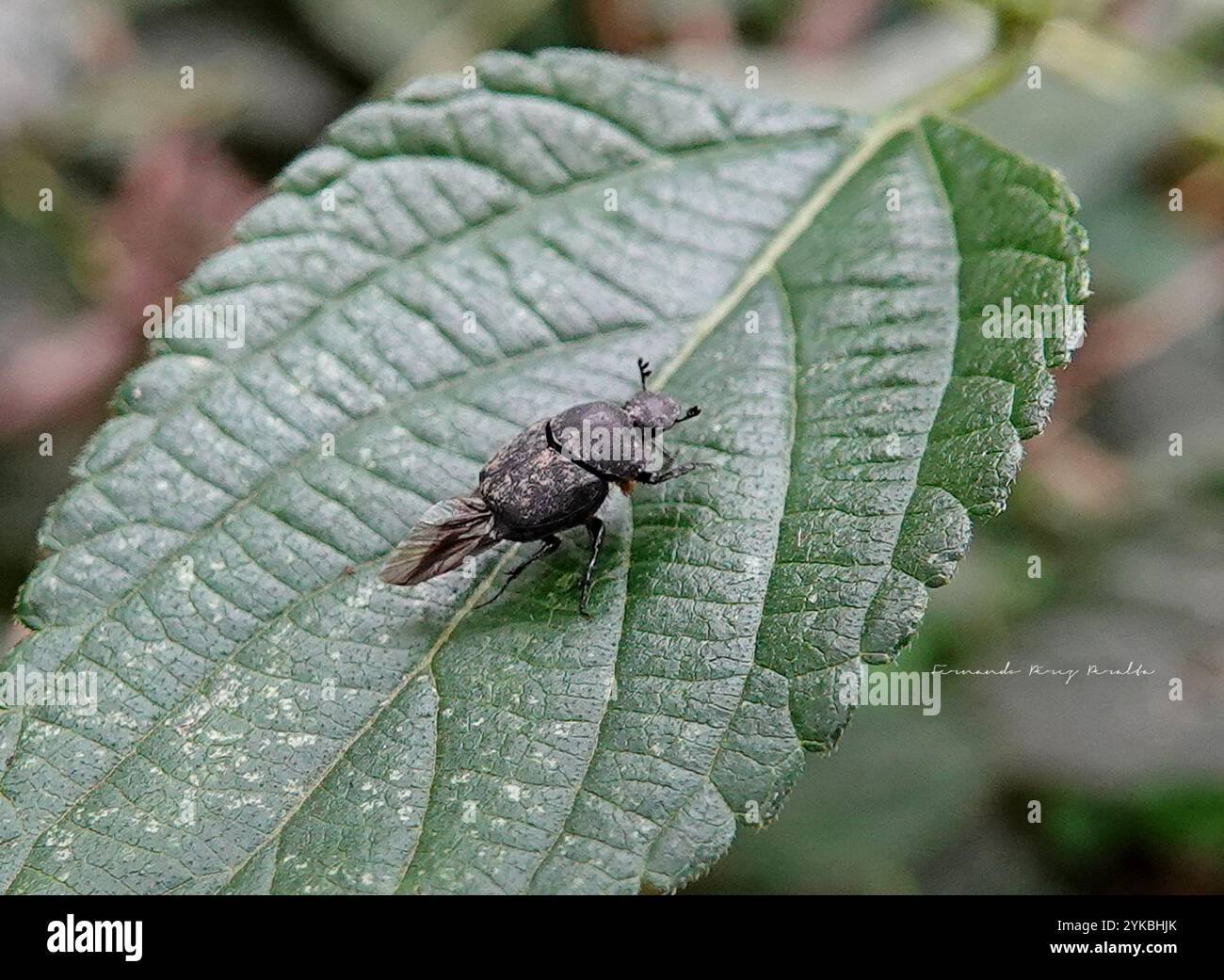 Dung Beetles (Scarabaeinae Stock Photo - Alamy