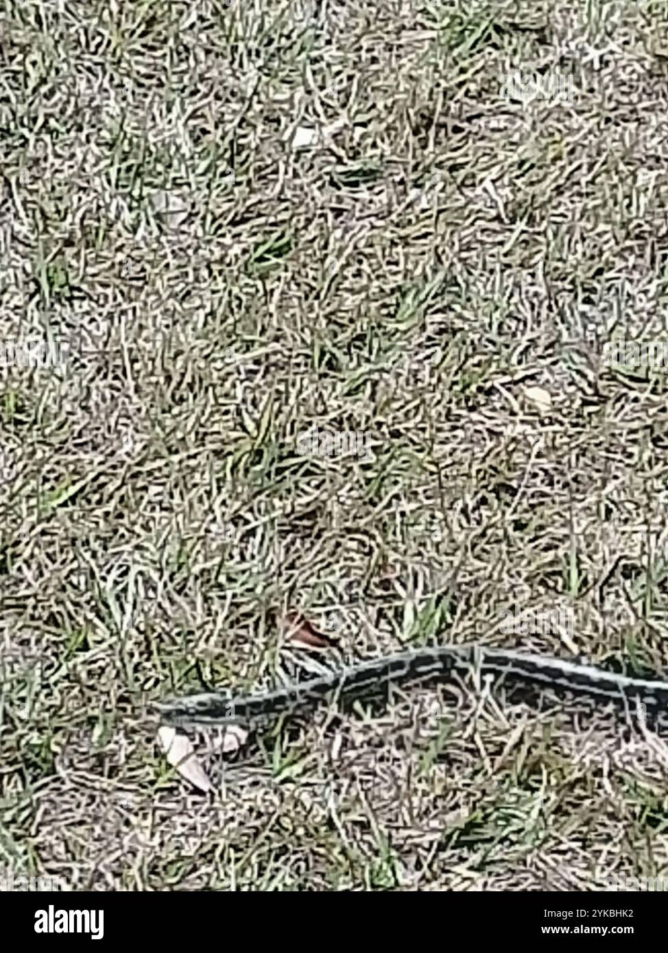 Coastal Carpet Python (Morelia spilota mcdowelli Stock Photo - Alamy