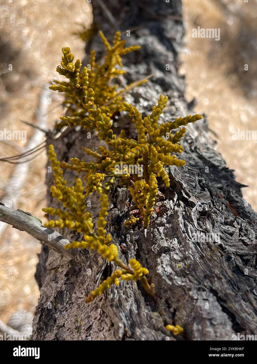 Coastal Dwarf-Mistletoe (Arceuthobium littorum Stock Photo - Alamy