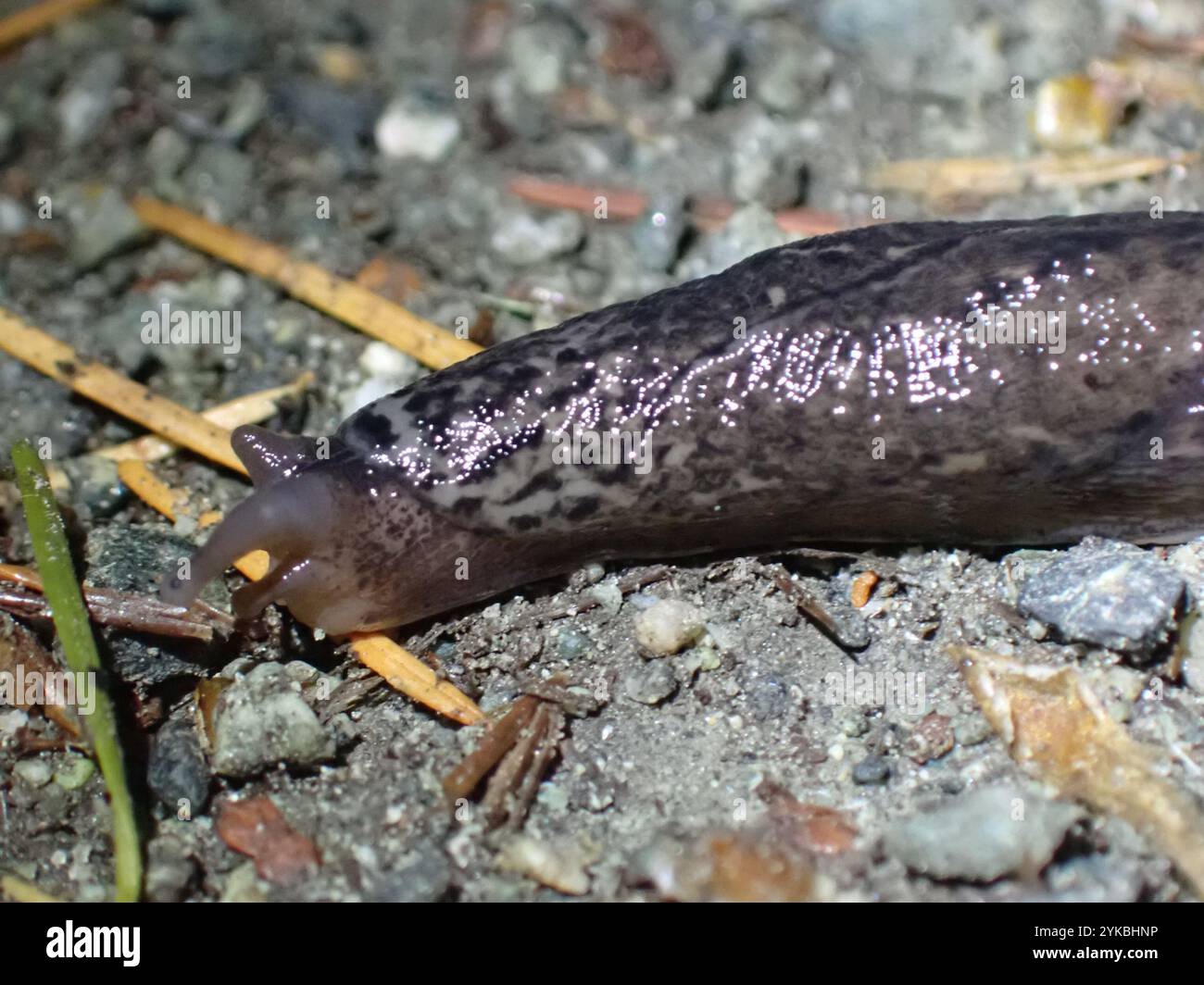 Leopard Slug (Limax maximus Stock Photo - Alamy
