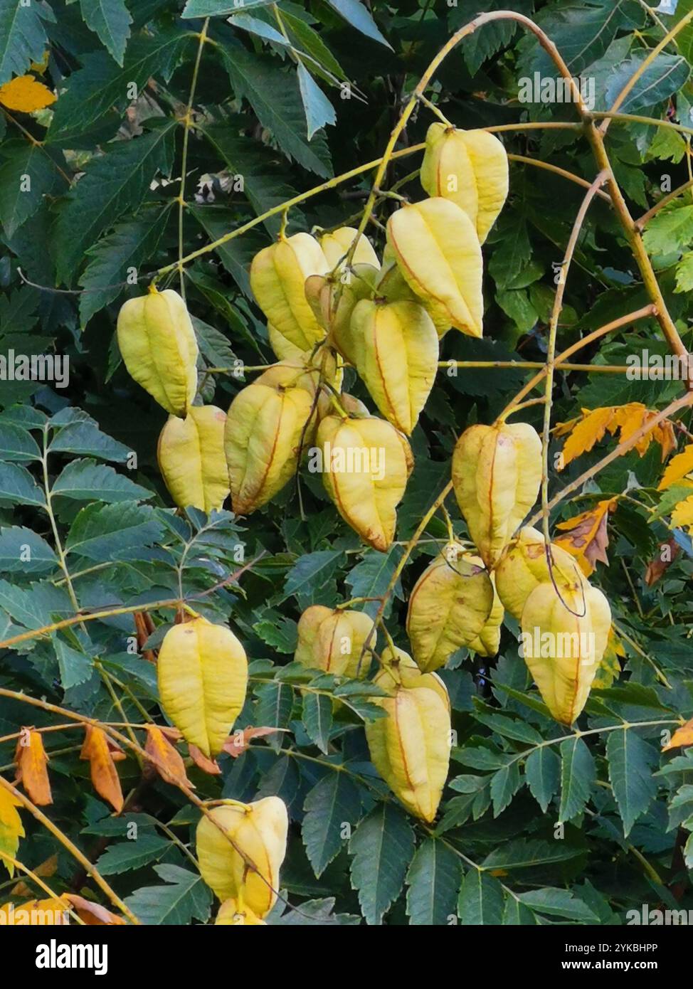 golden rain tree (Koelreuteria paniculata Stock Photo - Alamy