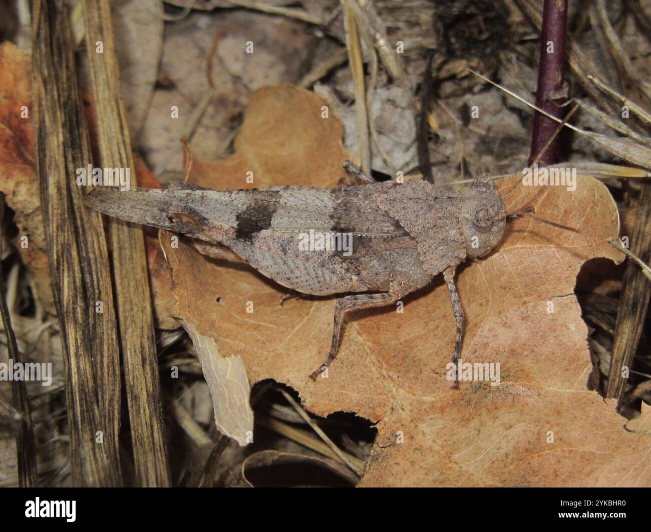 Blue-winged Grasshopper (Oedipoda caerulescens Stock Photo - Alamy