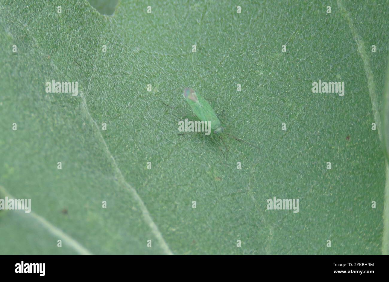 True Bugs (Heteroptera Stock Photo - Alamy