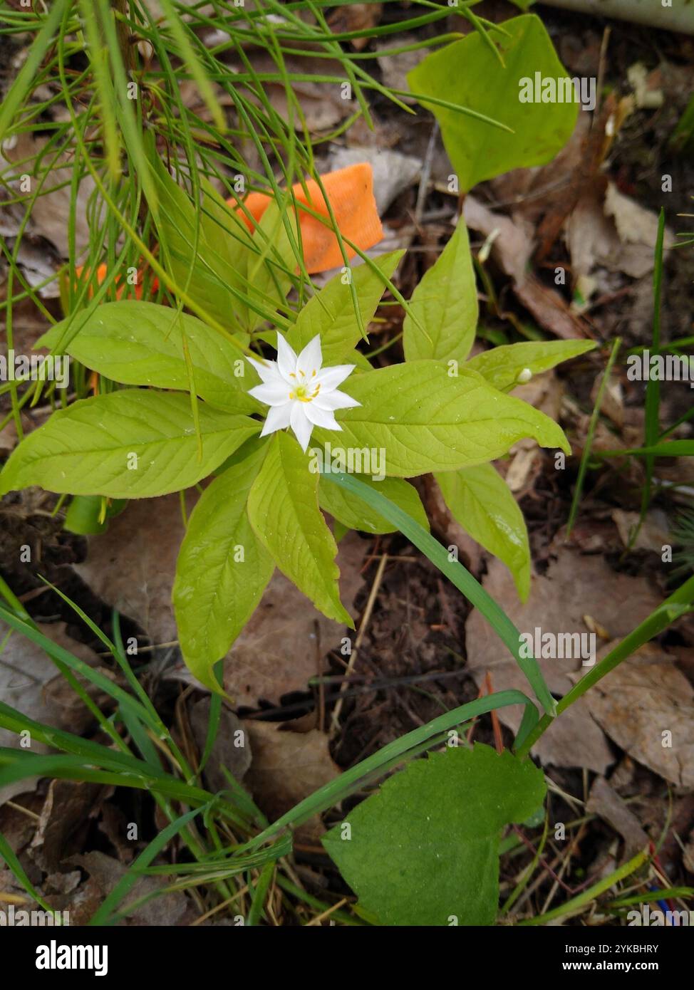 northern starflower (Lysimachia borealis Stock Photo - Alamy