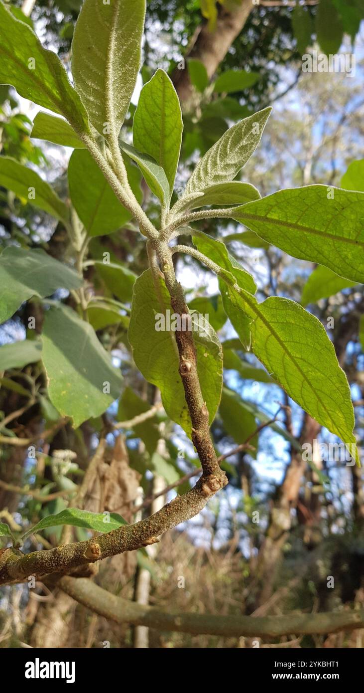 Solanum mauritianum hi-res stock photography and images - Alamy
