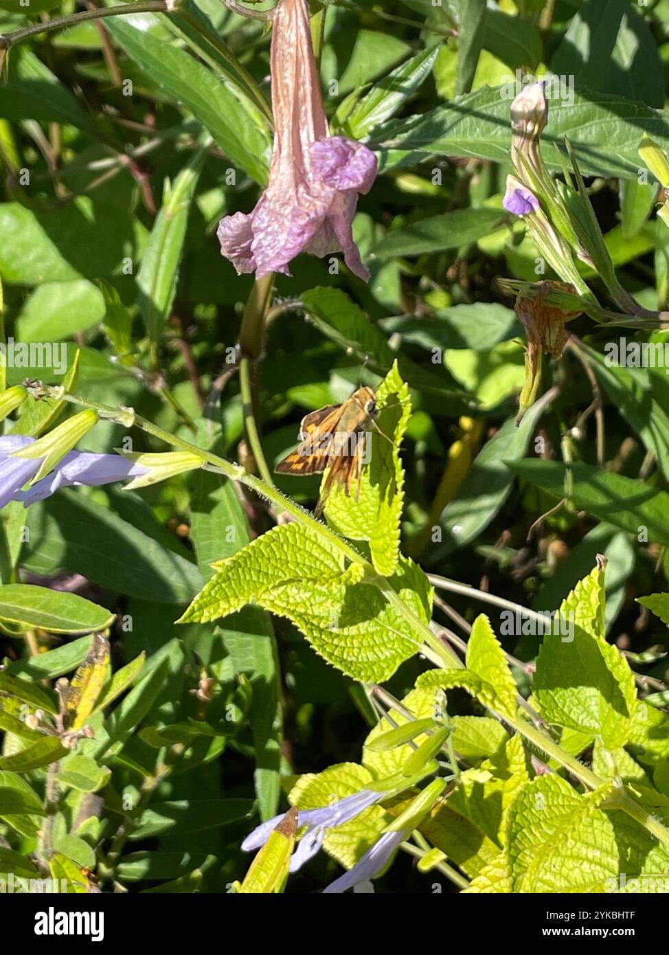 Fiery Skipper (Hylephila phyleus Stock Photo - Alamy