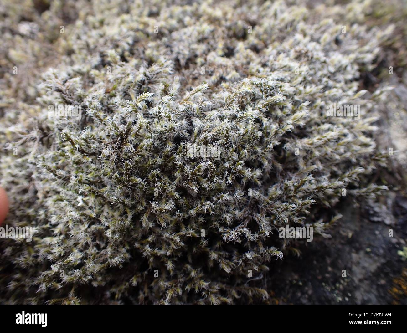 Woolly fringe moss hi-res stock photography and images - Alamy