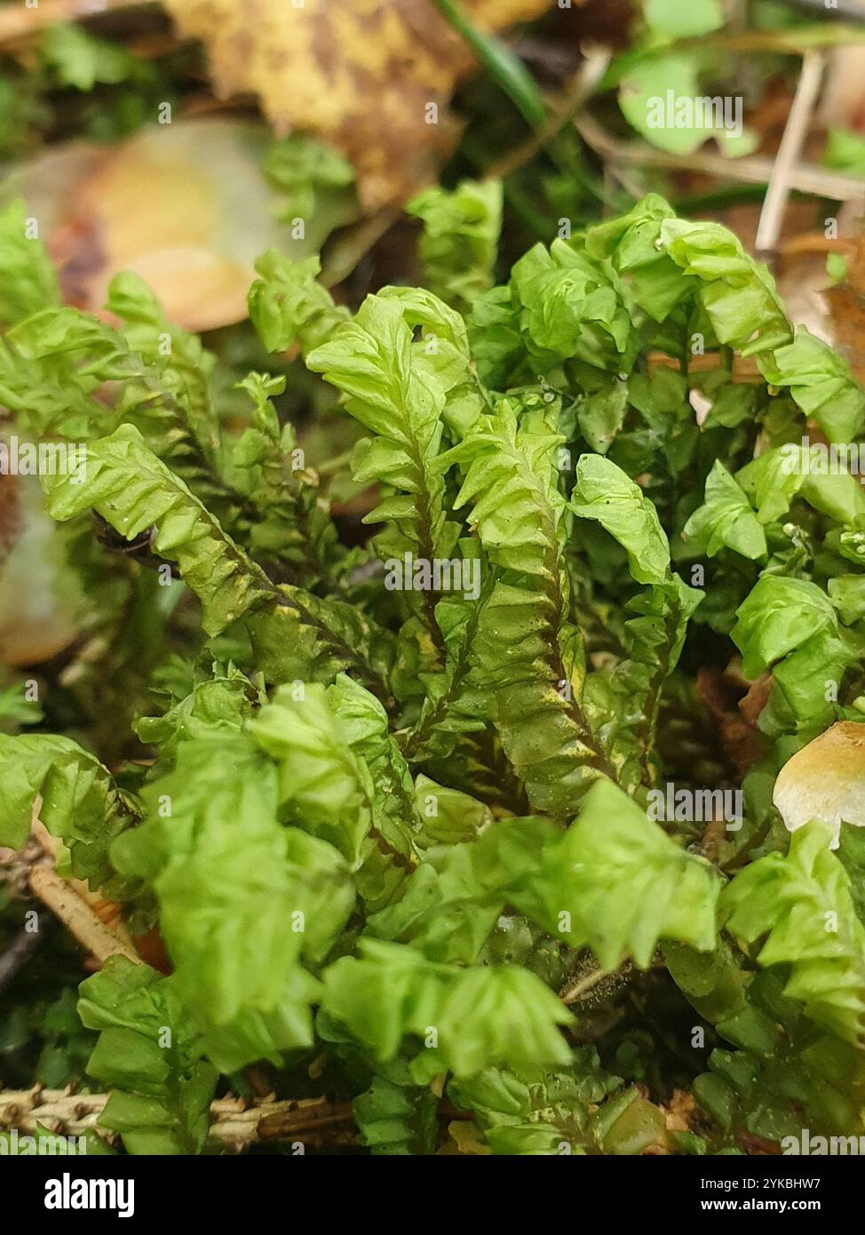Greater Featherwort (Plagiochila asplenioides Stock Photo - Alamy