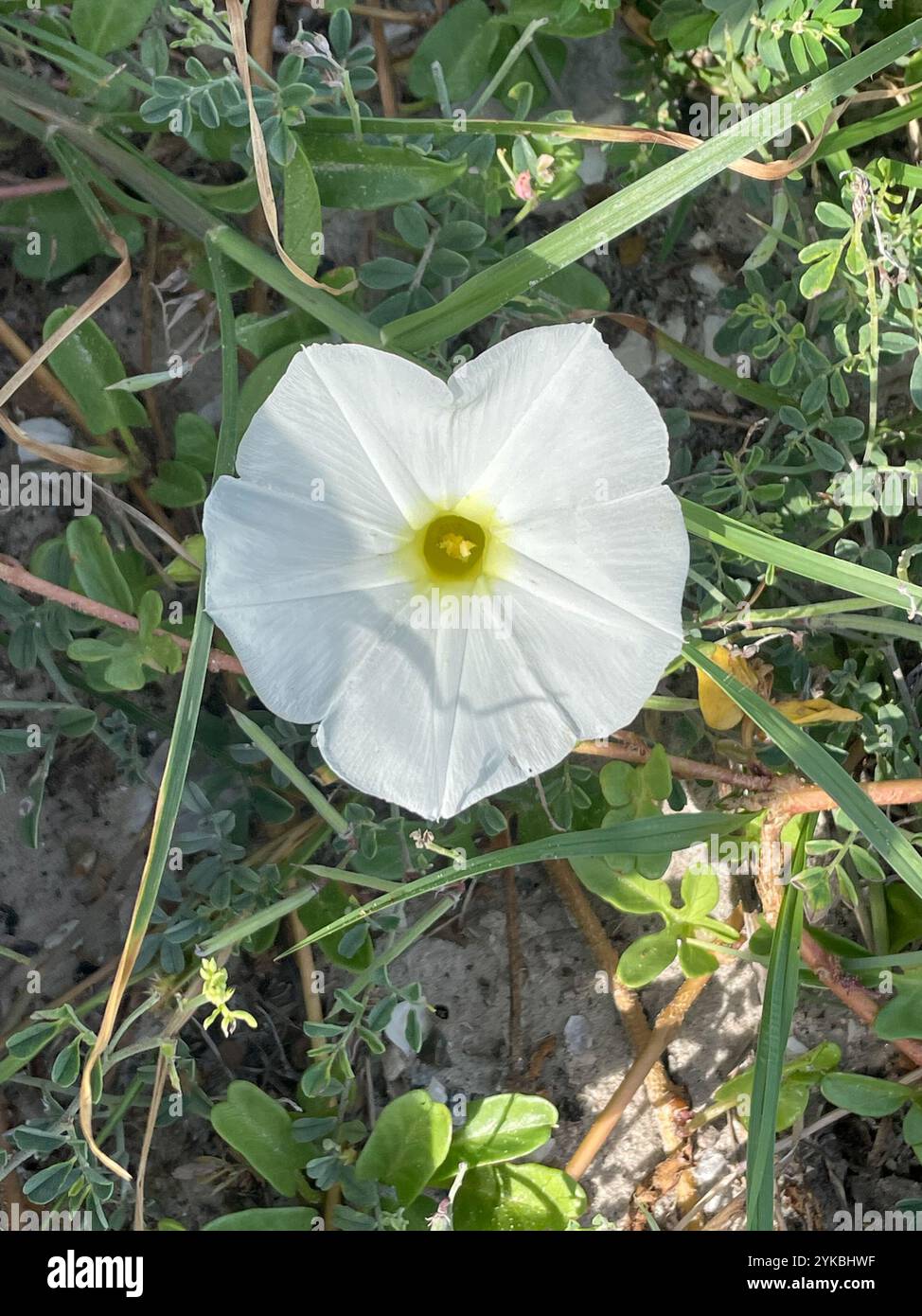beach morning-glory (Ipomoea imperati Stock Photo - Alamy