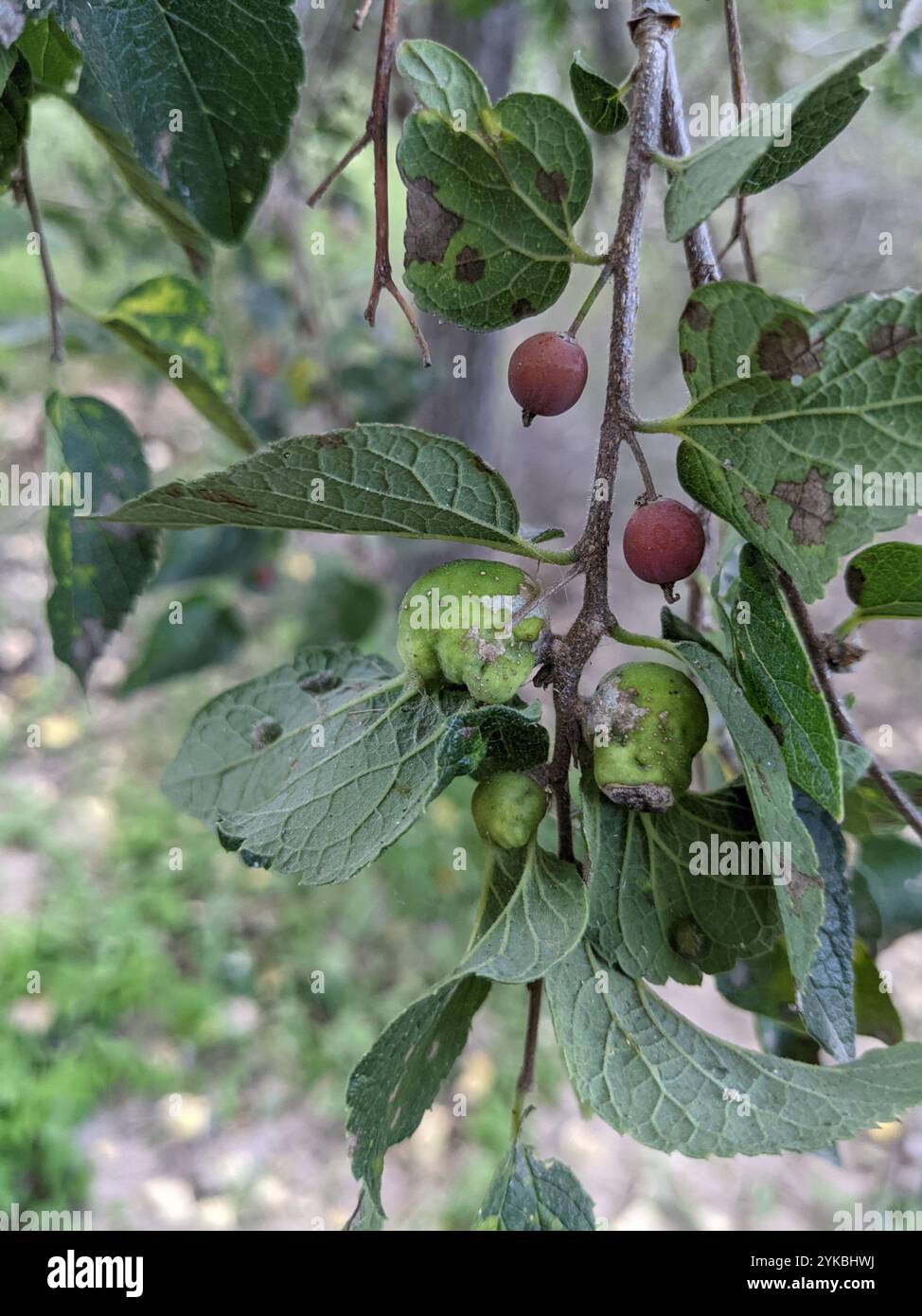 Hackberry Petiole Gall Psyllid (Pachypsylla venusta Stock Photo - Alamy
