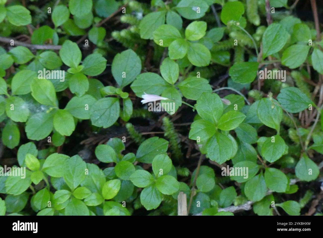 Twinflower (Linnaea borealis Stock Photo - Alamy