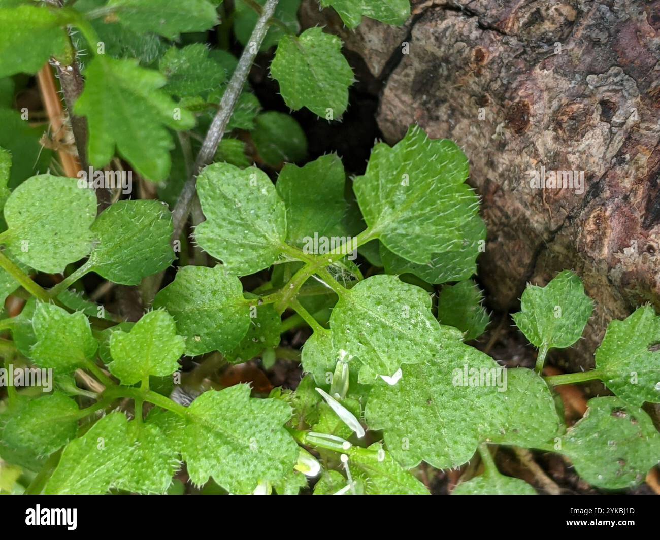 wavy bittercress (Cardamine flexuosa Stock Photo - Alamy