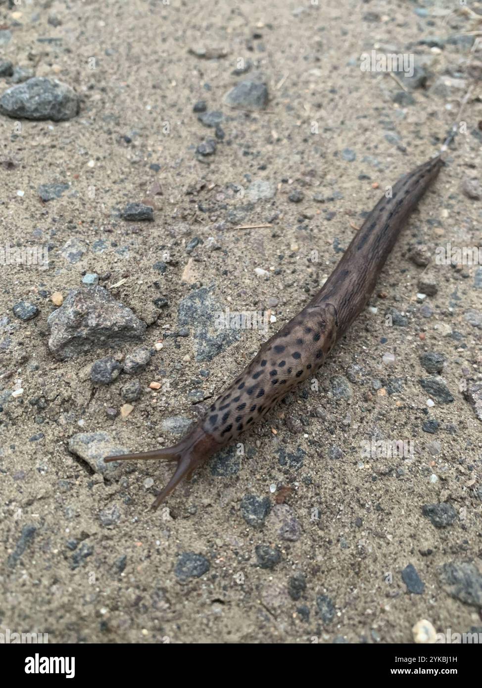 Leopard Slug (Limax maximus Stock Photo - Alamy