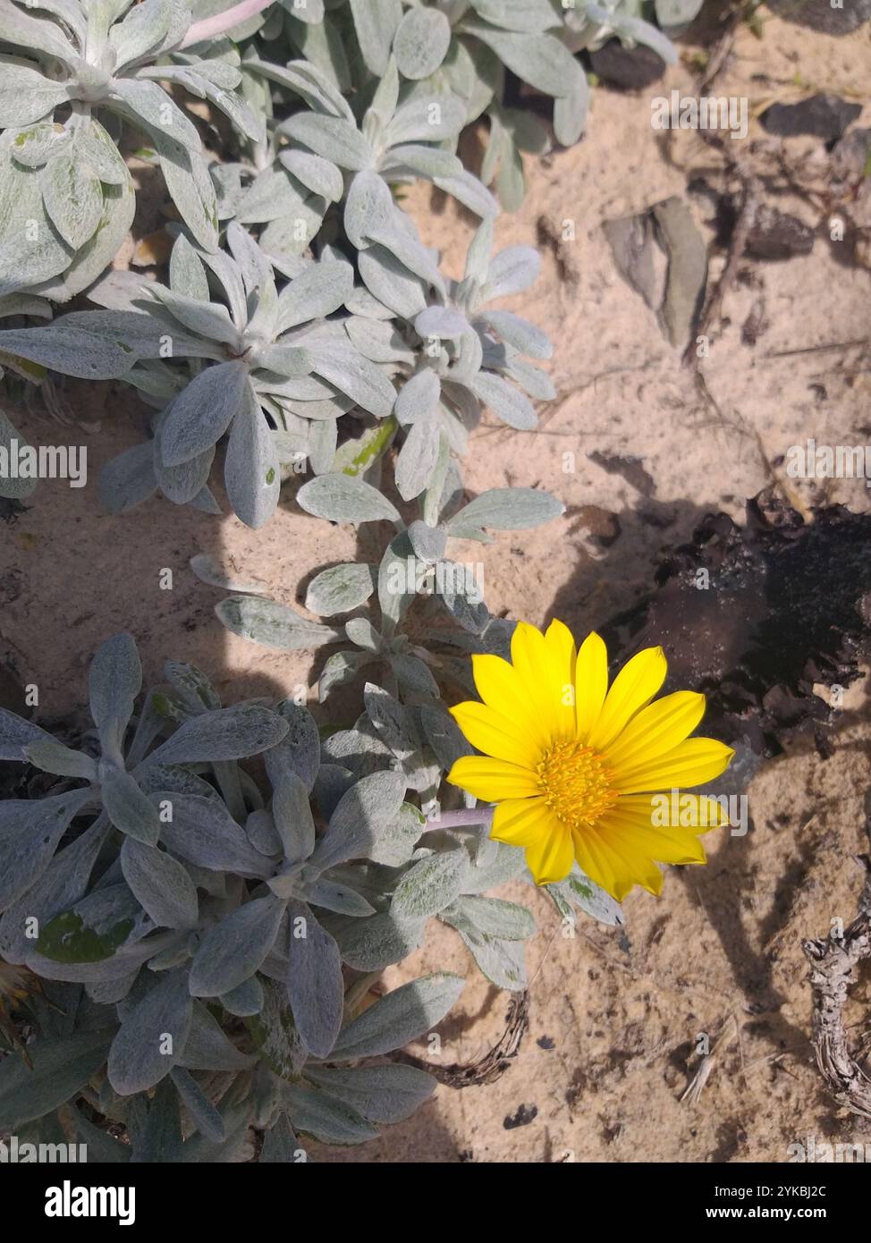 Greyleaf Trailing Gazania (Gazania rigens leucolaena Stock Photo - Alamy
