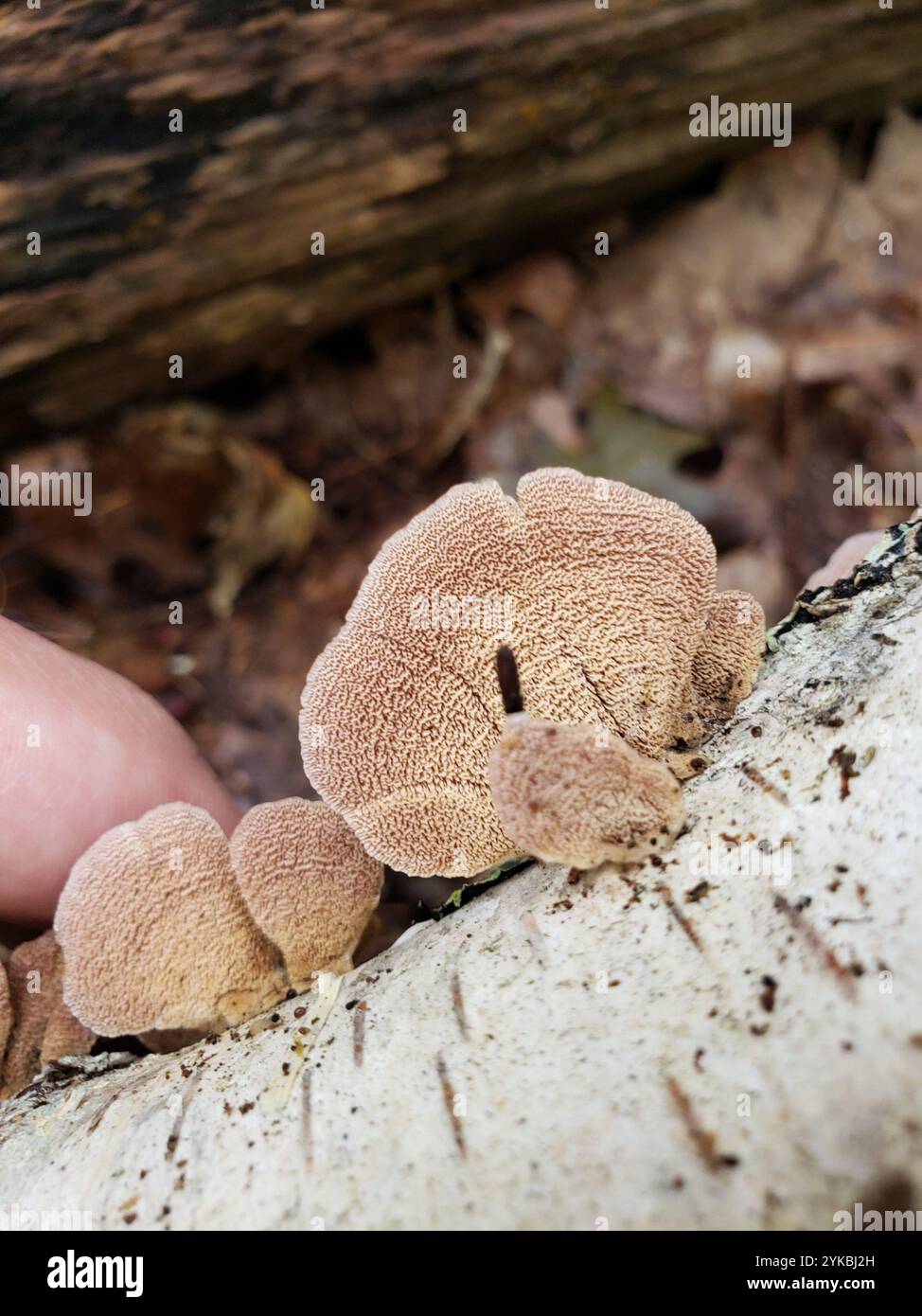 shelf fungi (Polyporales Stock Photo - Alamy