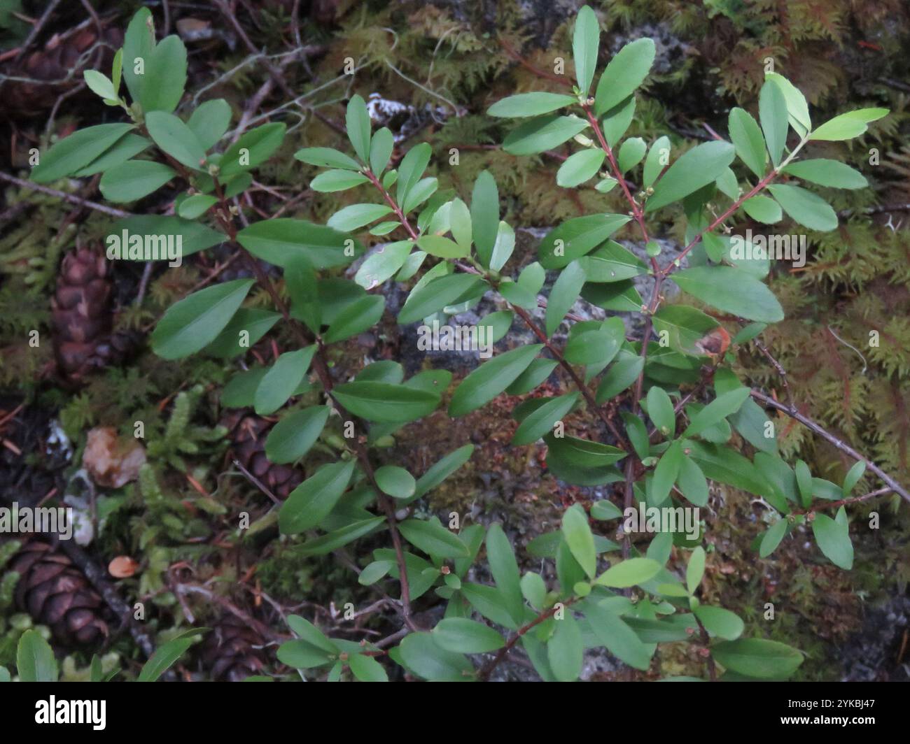 Oregon Boxwood (Paxistima myrsinites Stock Photo - Alamy