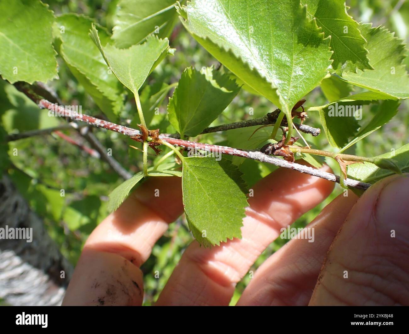 water birch (Betula occidentalis Stock Photo - Alamy