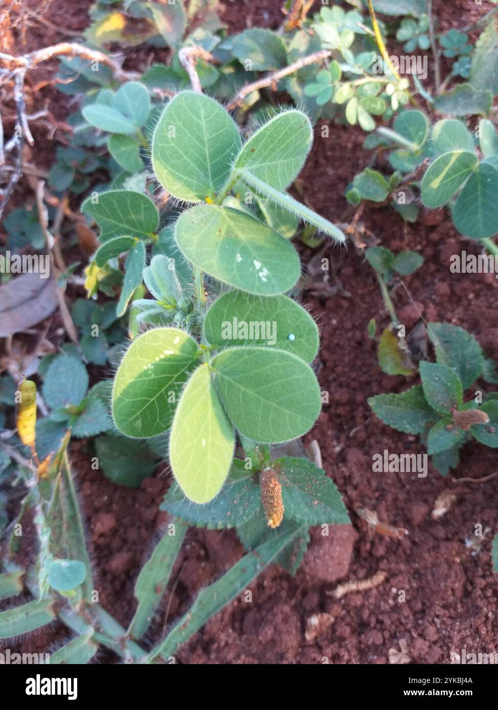 American Sicklepod (Senna obtusifolia Stock Photo - Alamy