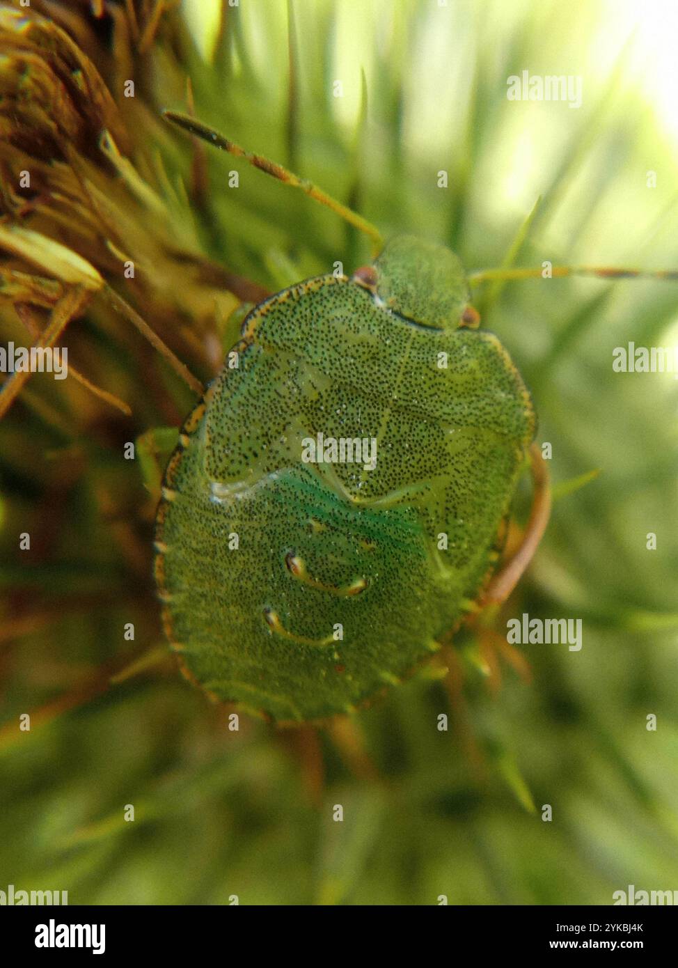 Green Shield Bug (Palomena prasina Stock Photo - Alamy