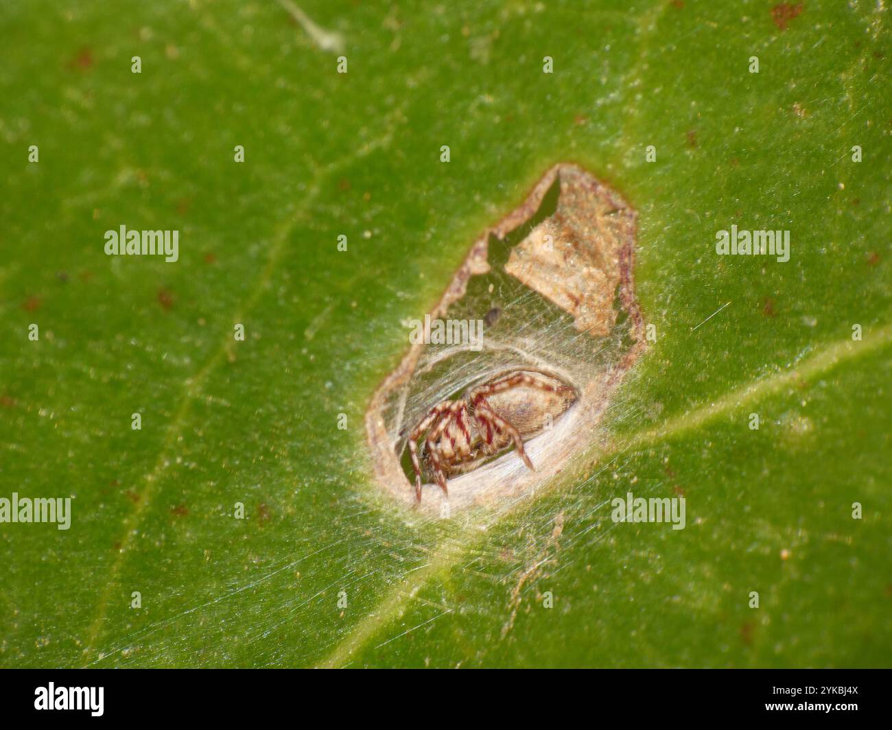 Leaf-running Spiders (Hygropoda Stock Photo - Alamy