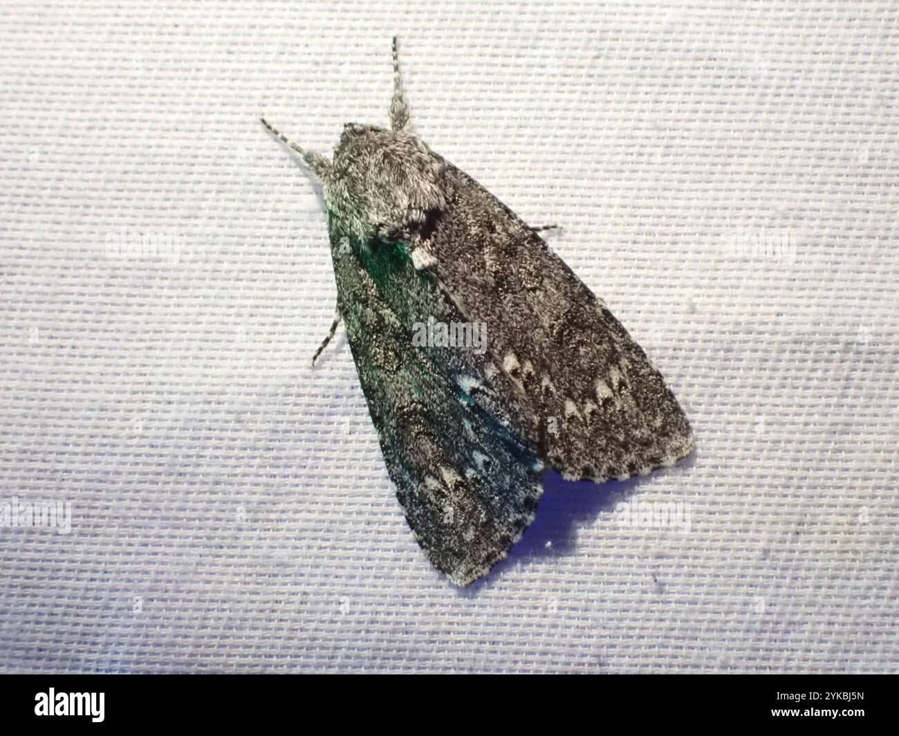 Powdered Dagger (Acronicta impleta Stock Photo - Alamy