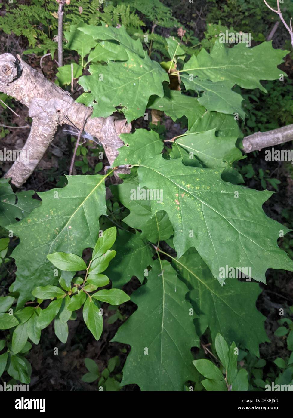 northern red oak (Quercus rubra Stock Photo - Alamy