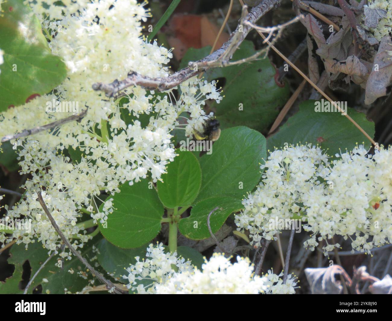 Snowbrush Ceanothus (Ceanothus velutinus Stock Photo - Alamy