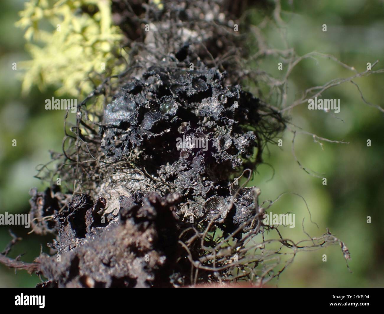 common lichens (Lecanoromycetes Stock Photo - Alamy