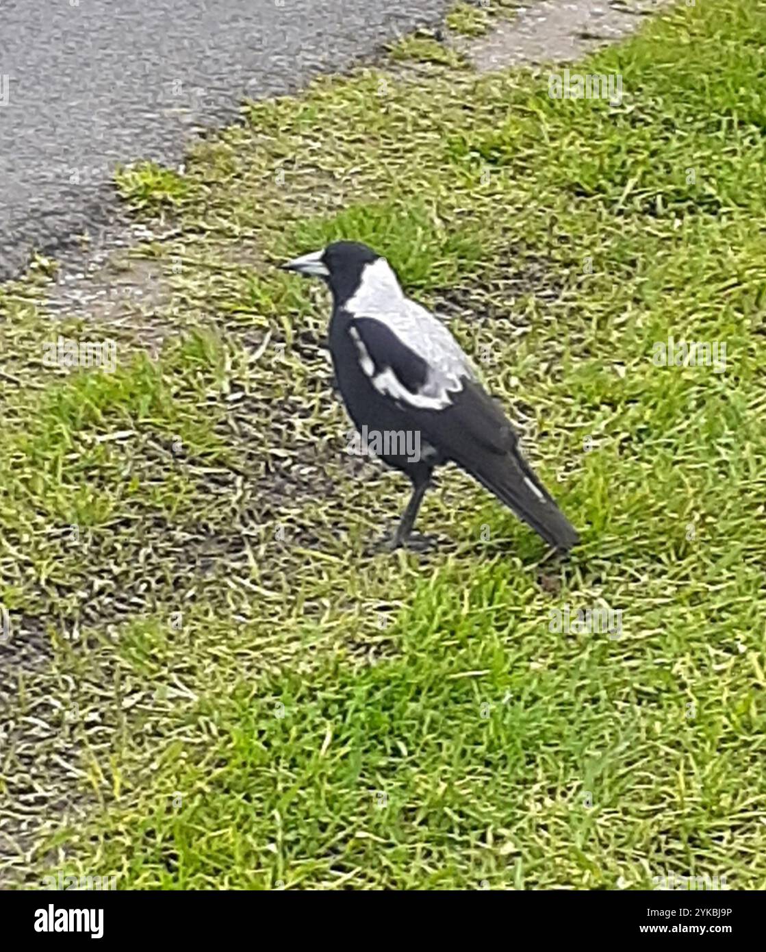 Australian Magpie (Gymnorhina tibicen Stock Photo - Alamy