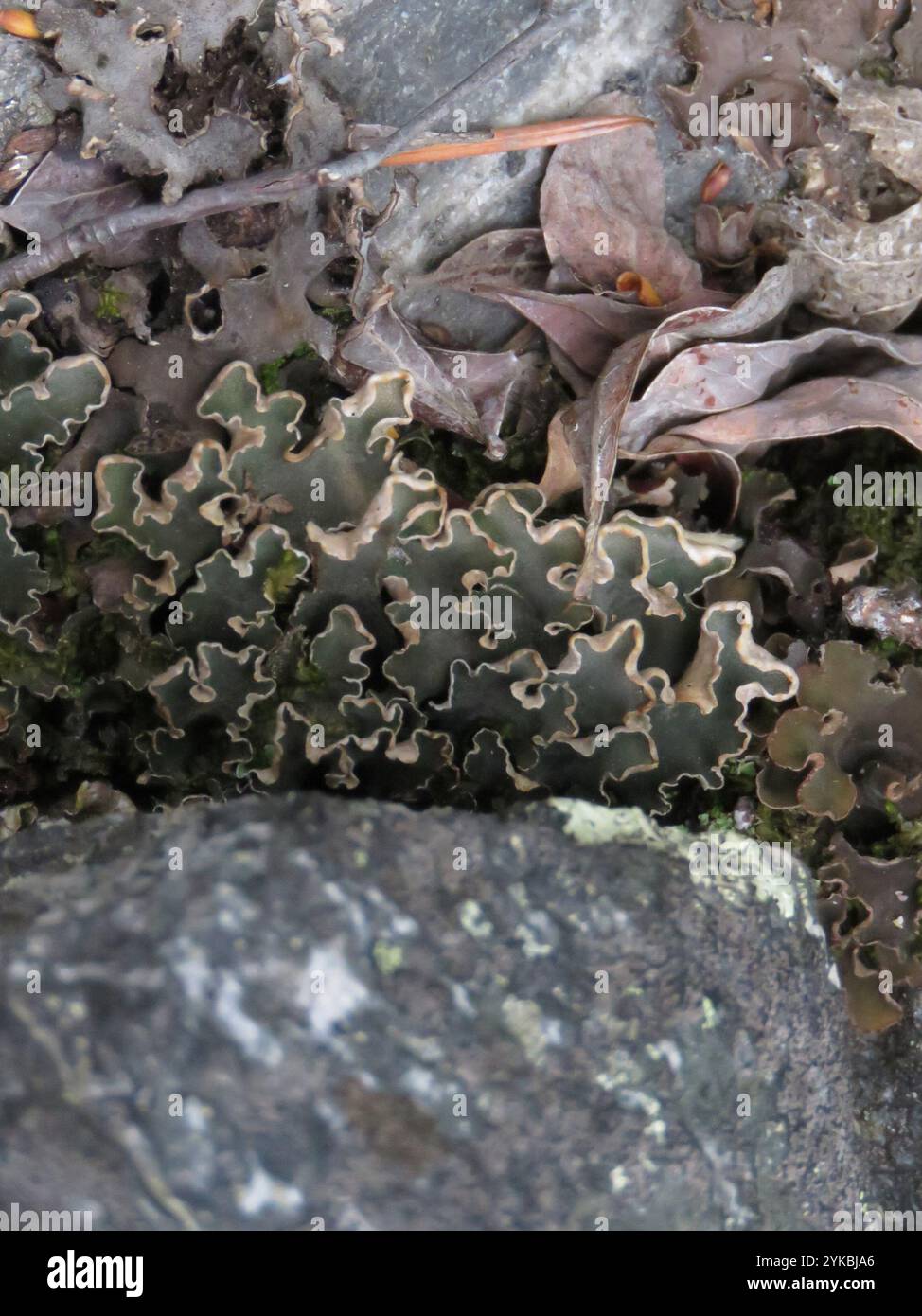 tree pelt lichen (Peltigera collina Stock Photo - Alamy