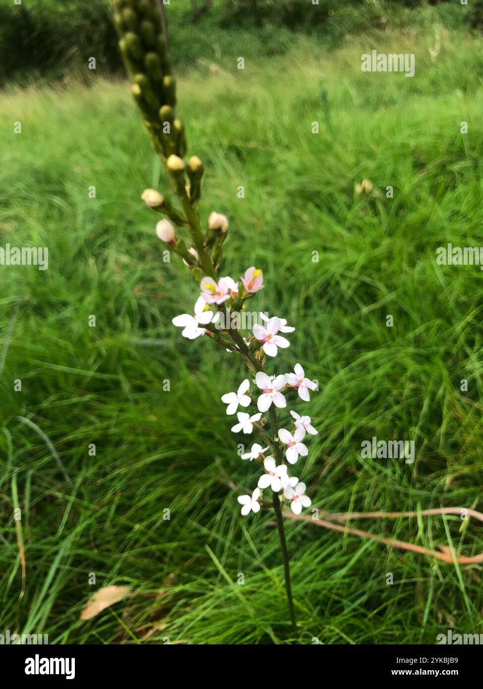 Triggerplant hi-res stock photography and images - Alamy