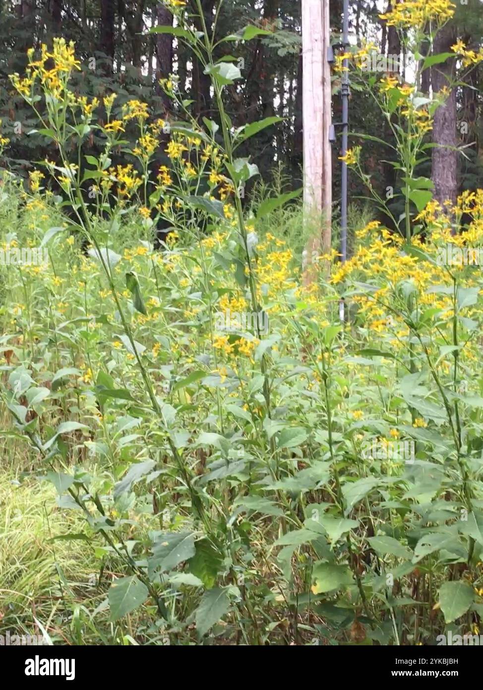 Yellow Crownbeard (Verbesina occidentalis Stock Photo - Alamy