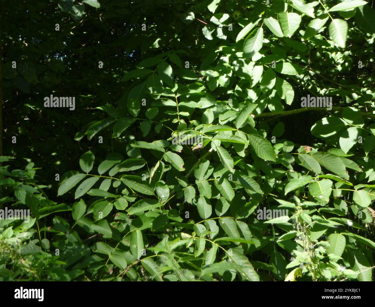 Persian walnut (Juglans regia Stock Photo - Alamy