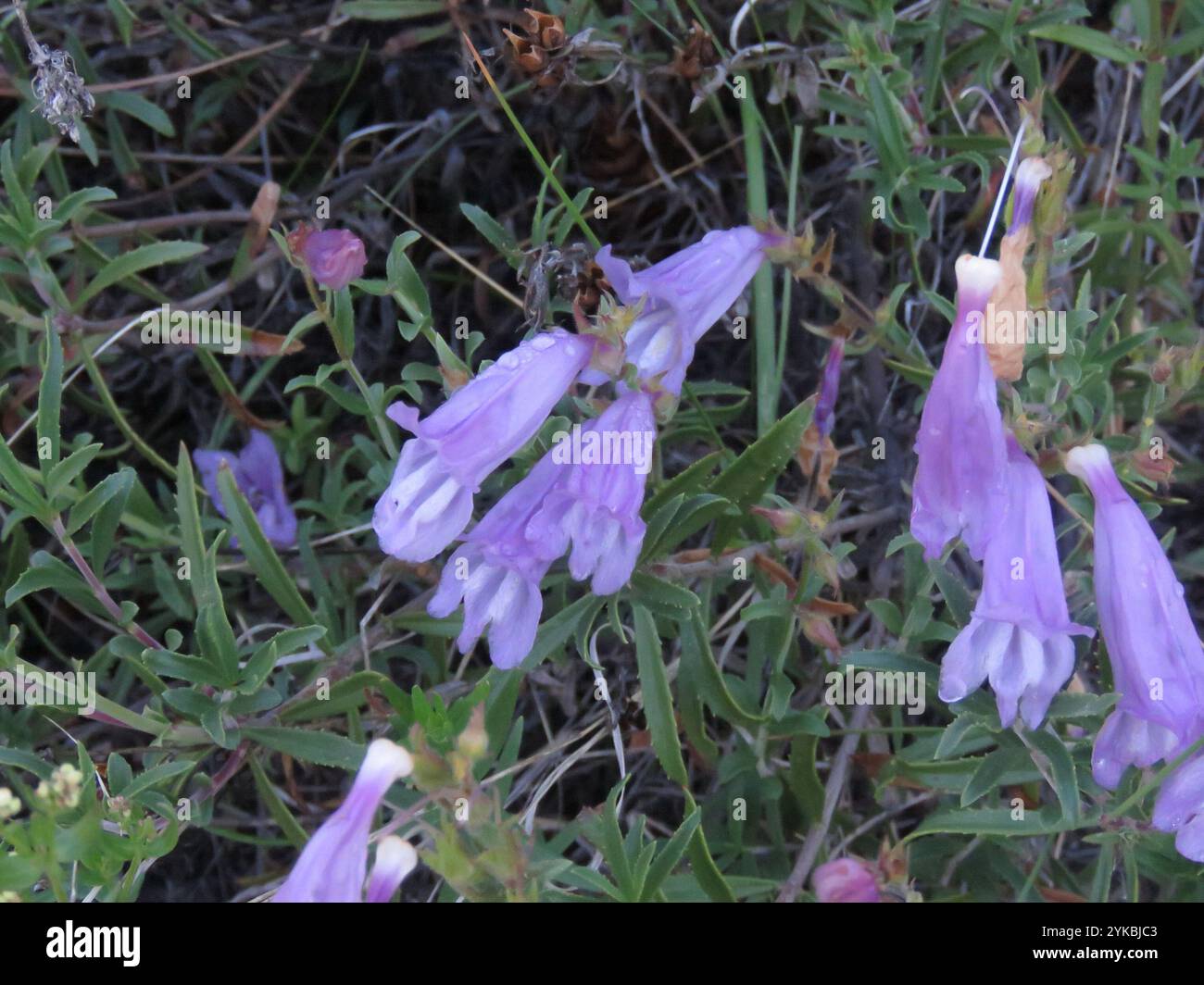 Bush Penstemon (Penstemon fruticosus Stock Photo - Alamy