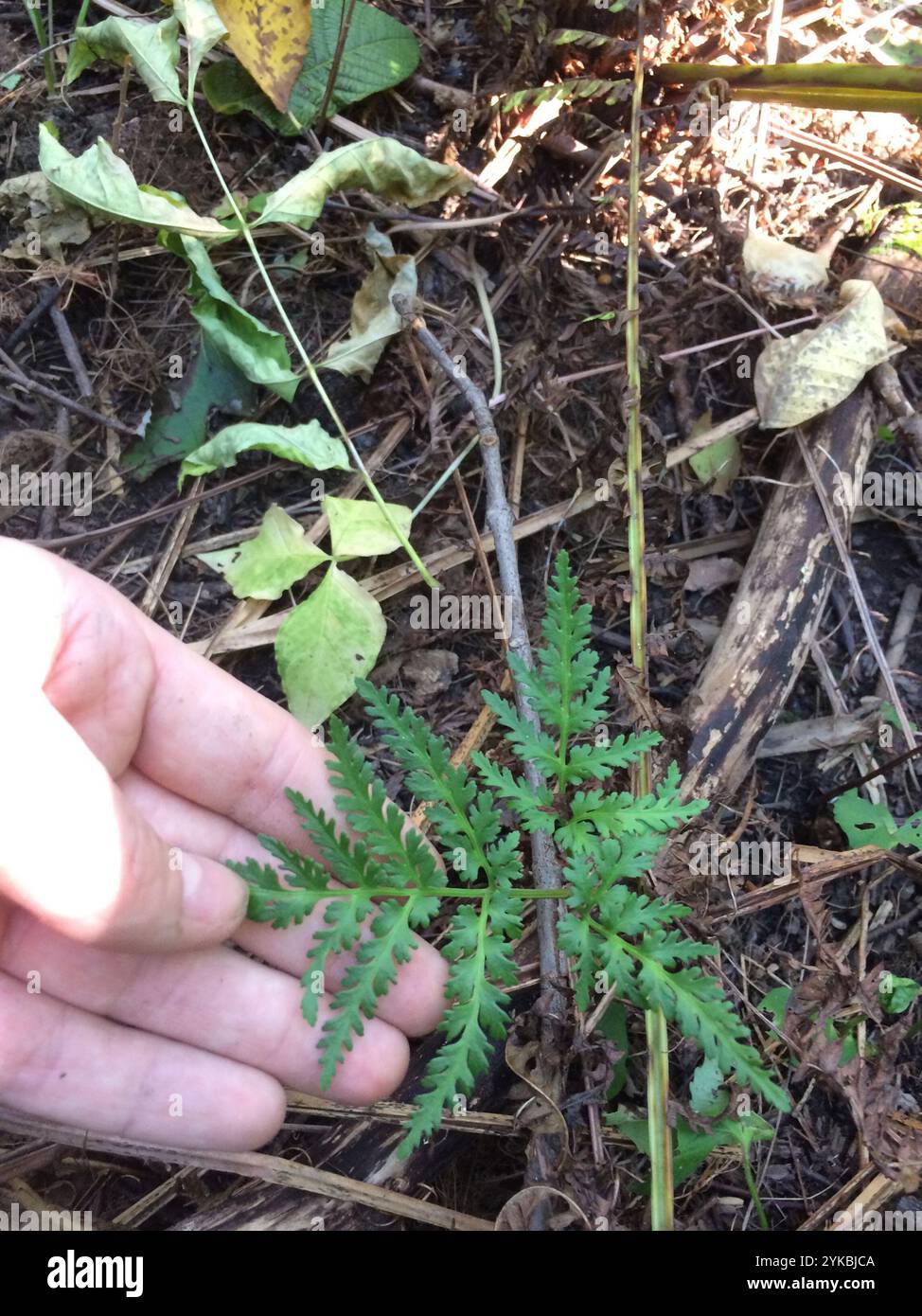 Cutleaf Grapefern (Sceptridium dissectum Stock Photo - Alamy