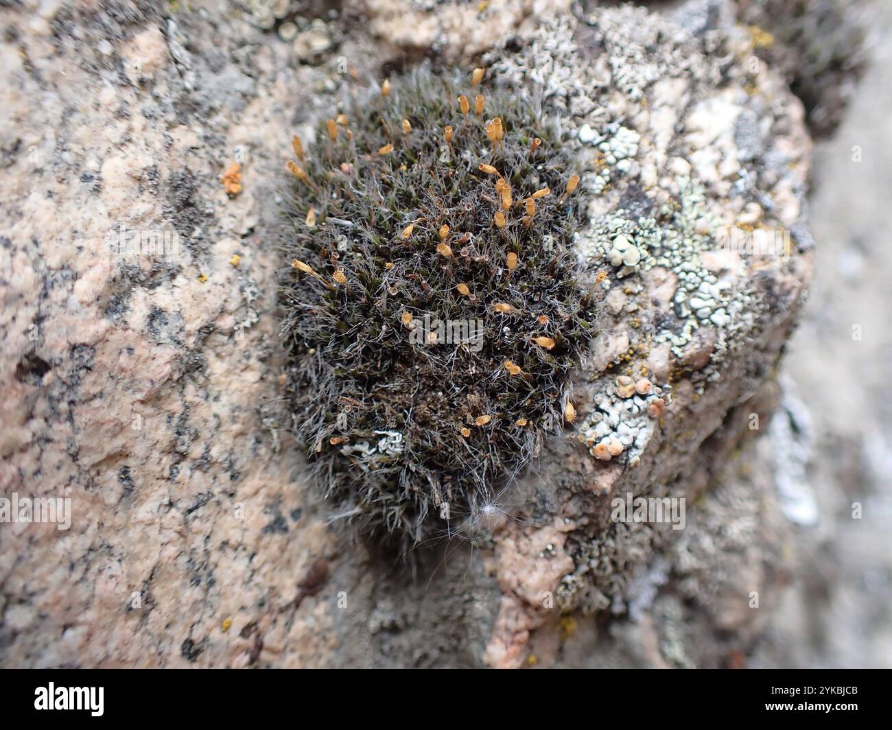 Steppe mouse-moss (Coscinodon calyptratus Stock Photo - Alamy