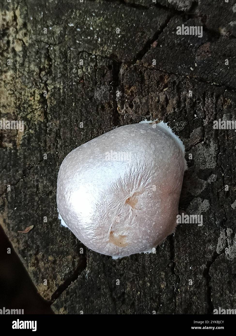 False Puffball (Reticularia lycoperdon Stock Photo - Alamy