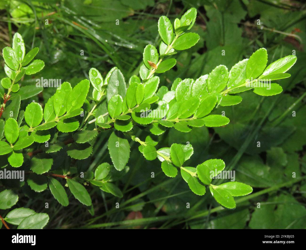 Oregon Boxwood (Paxistima myrsinites Stock Photo - Alamy
