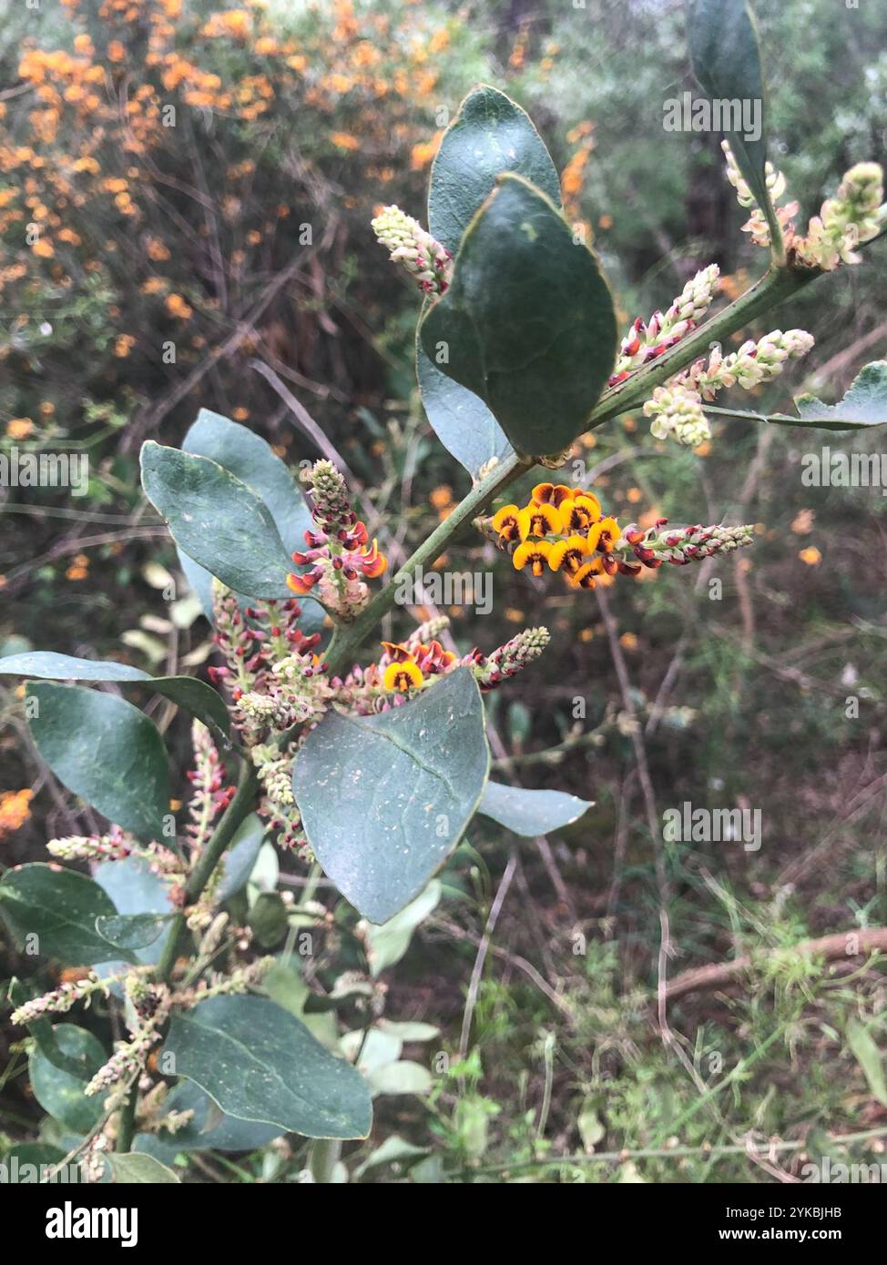 hop bitter-pea (Daviesia latifolia Stock Photo - Alamy