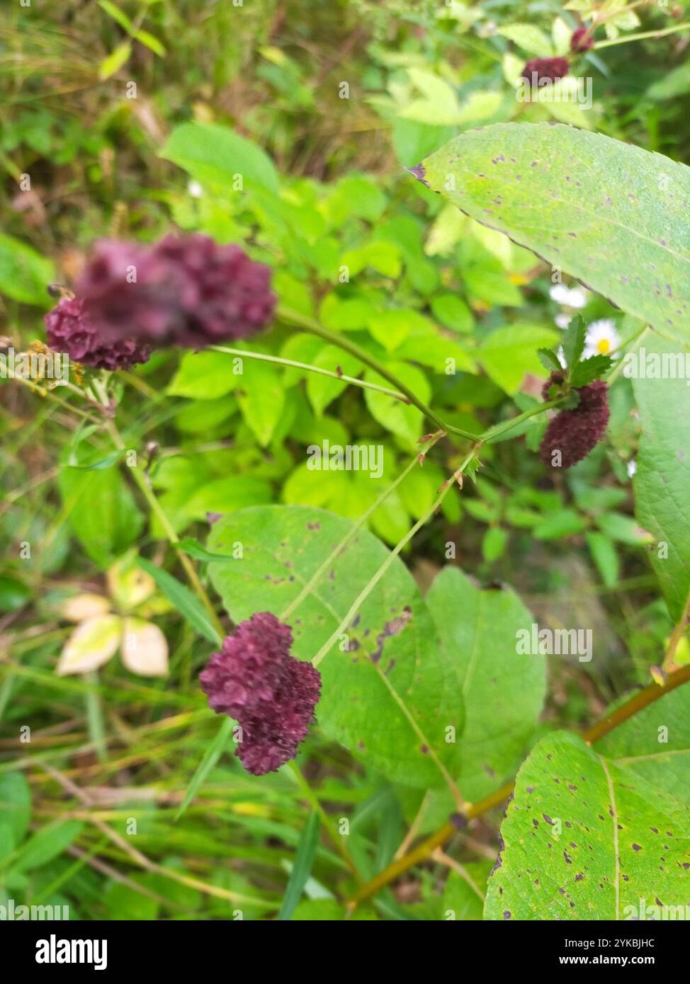 Great burnet (Sanguisorba officinalis Stock Photo - Alamy