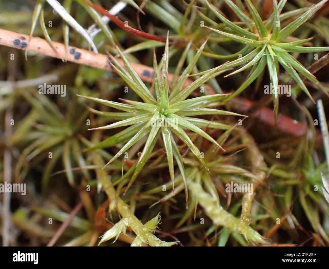 juniper haircap moss (Polytrichum juniperinum Stock Photo - Alamy