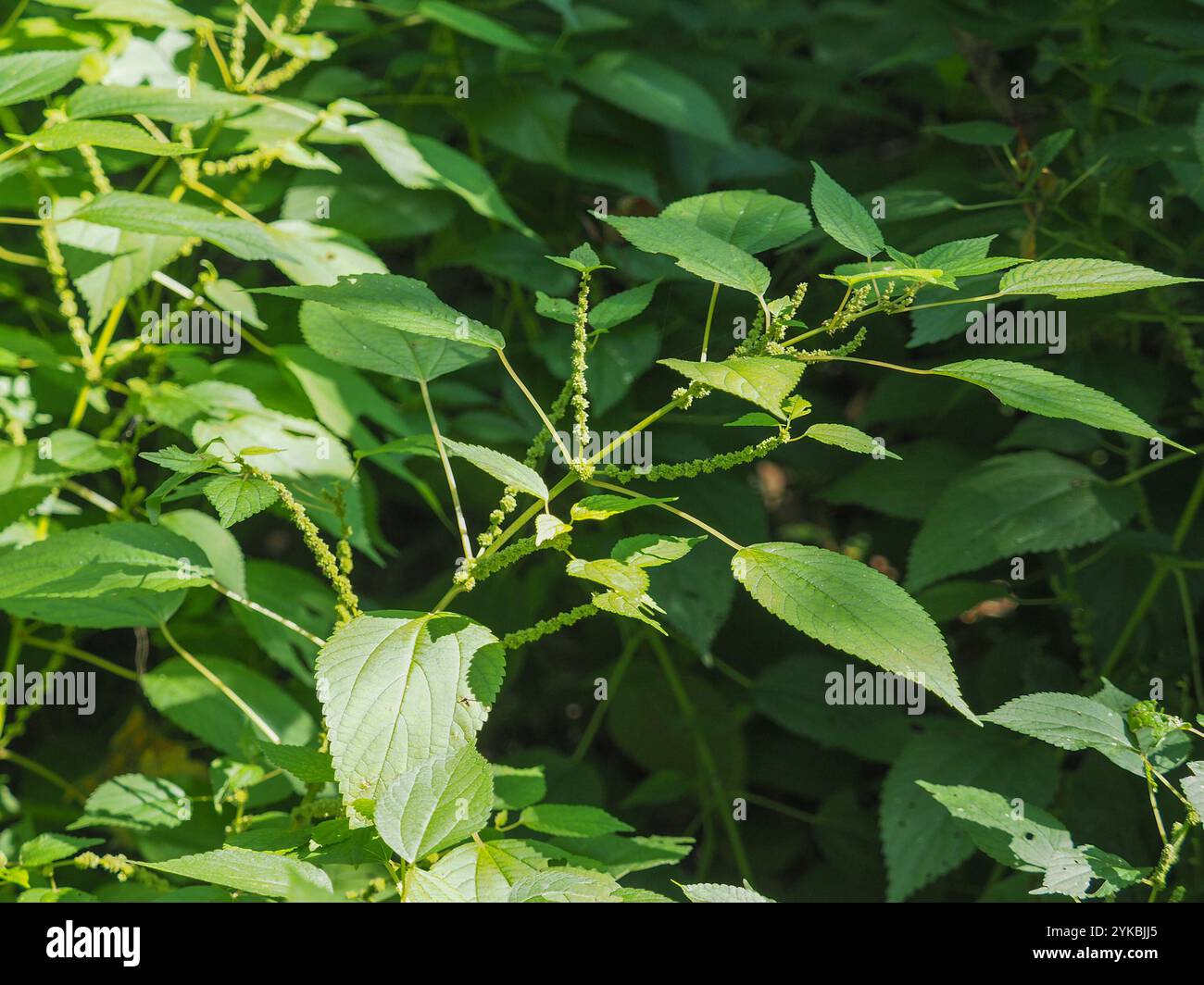 false nettle (Boehmeria cylindrica Stock Photo - Alamy