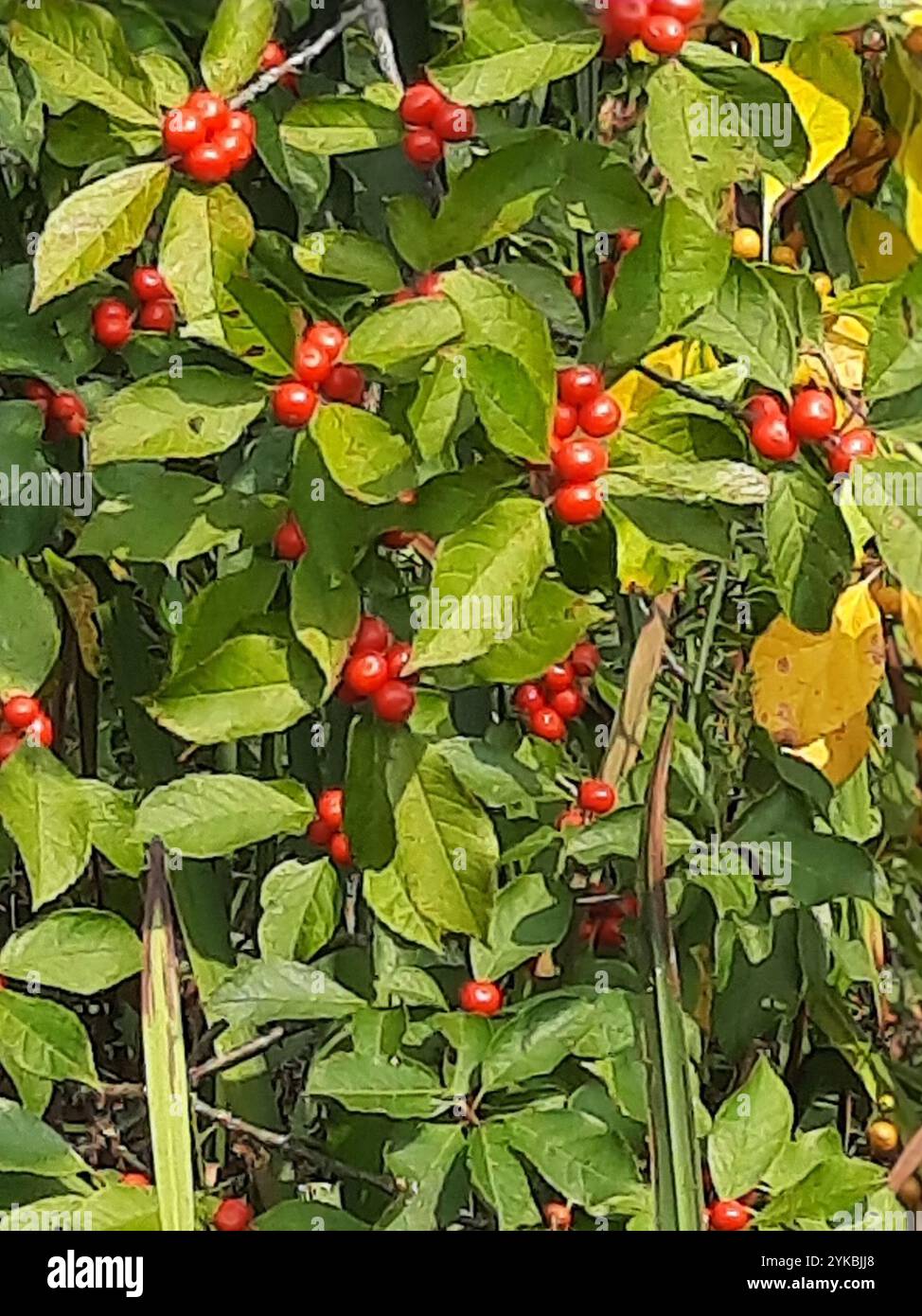 winterberry holly (Ilex verticillata Stock Photo - Alamy