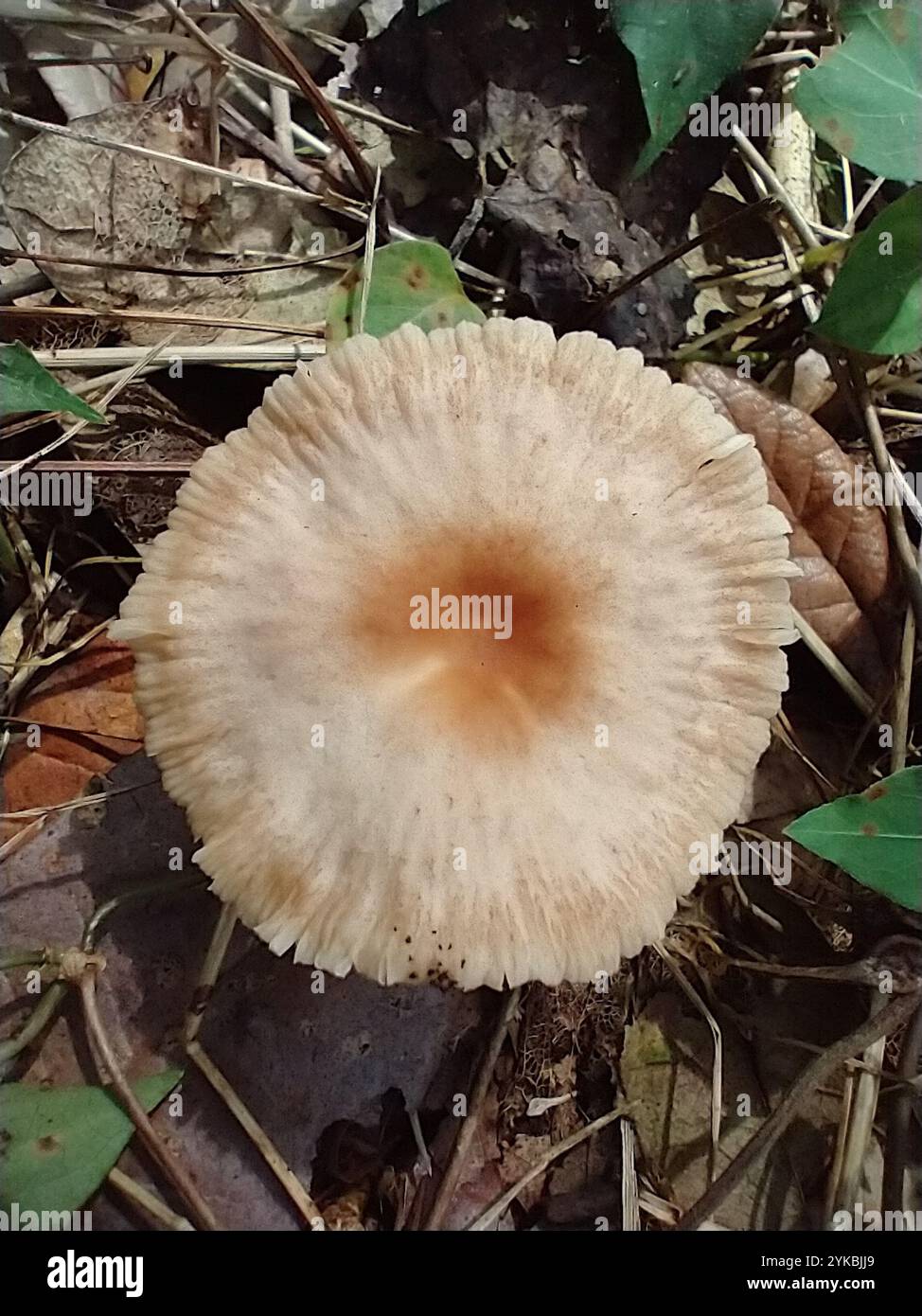 Common Gilled Mushrooms and Allies (Agaricales Stock Photo - Alamy