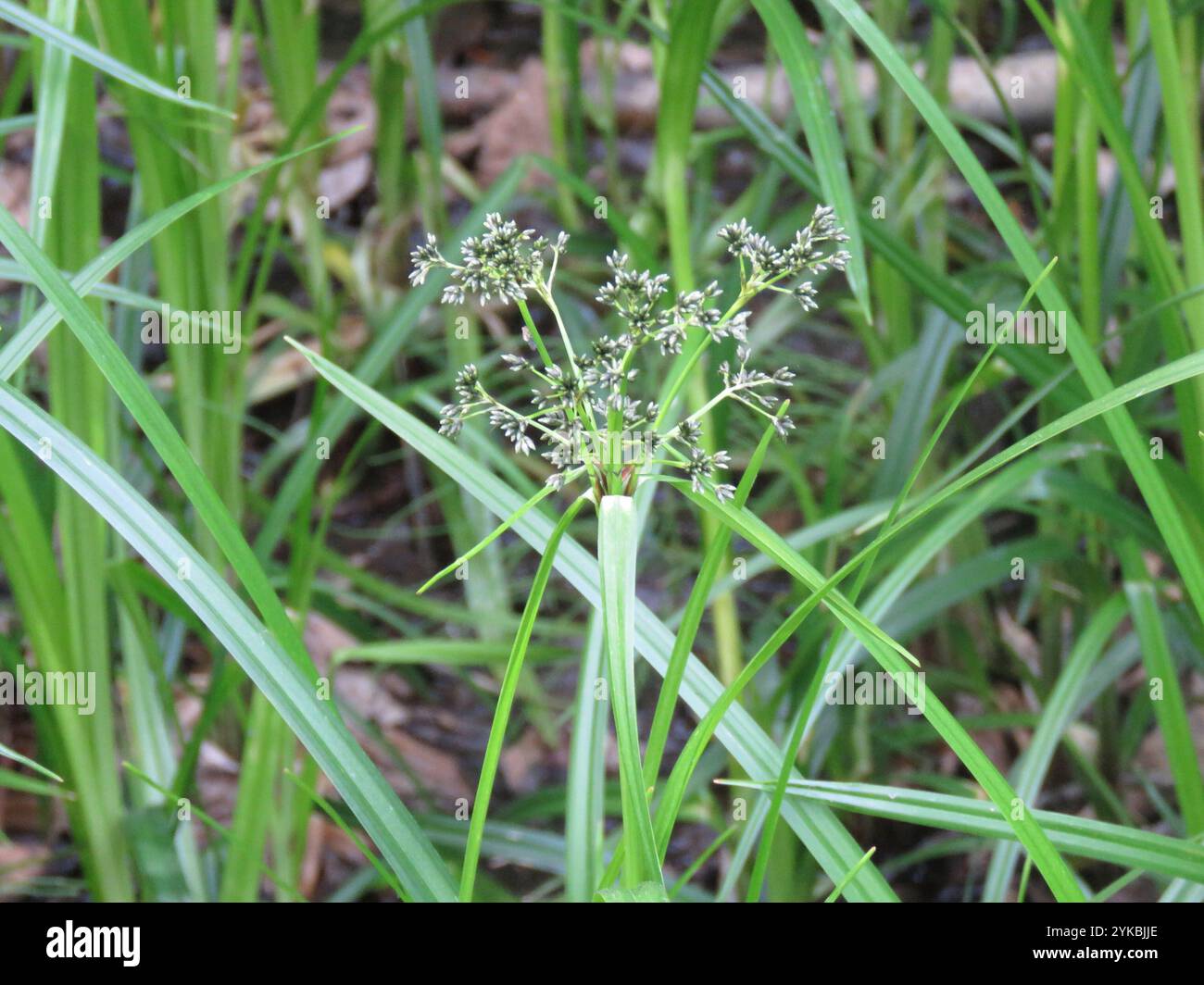 Panicled Bulrush (Scirpus microcarpus Stock Photo - Alamy