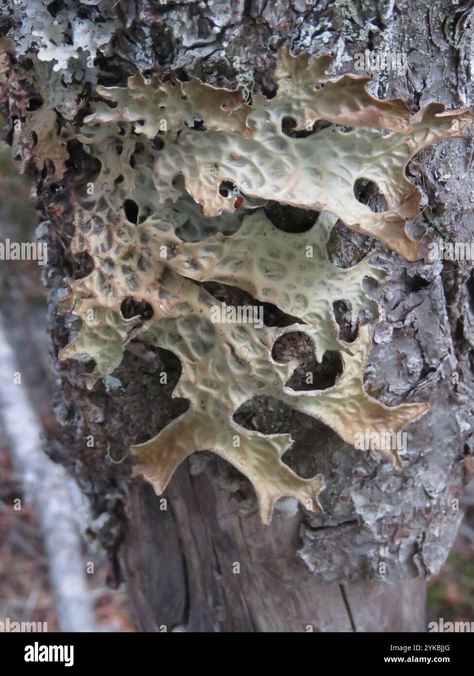 Tree Lungwort (Lobaria pulmonaria Stock Photo - Alamy